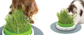 Cat Grass – Catit USA - Official Catit Brand Store