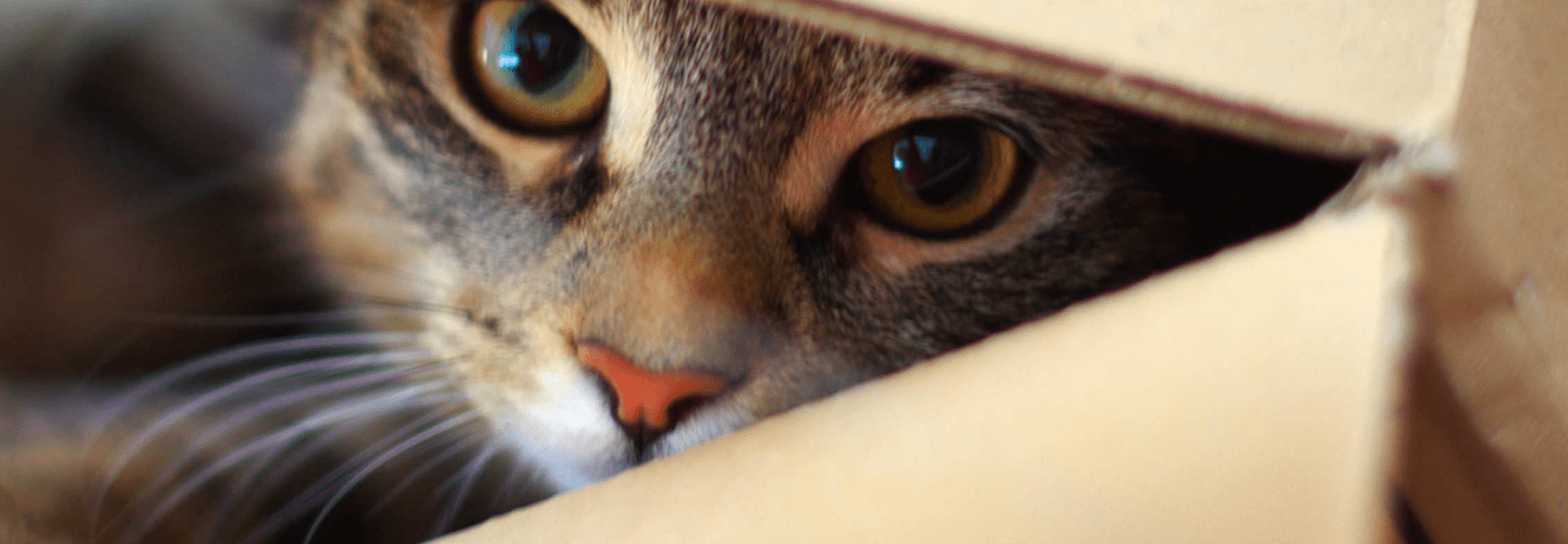 Try Our Products – Catit USA - Official Catit Brand Store