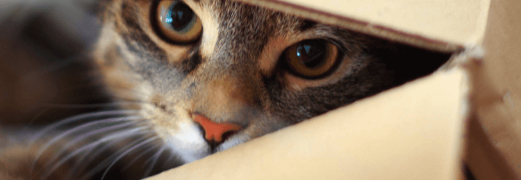 Try Our Products – Catit USA - Official Catit Brand Store