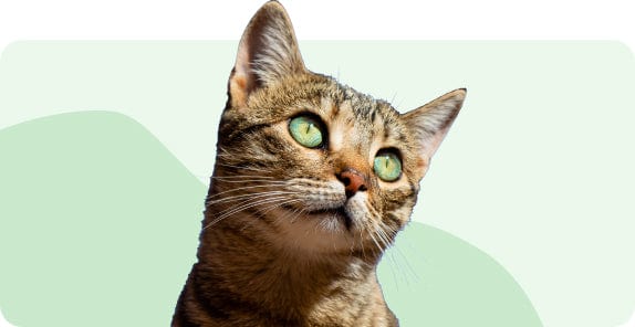 Cat Water Fountain Filters – Catit USA - Official Catit Brand Store